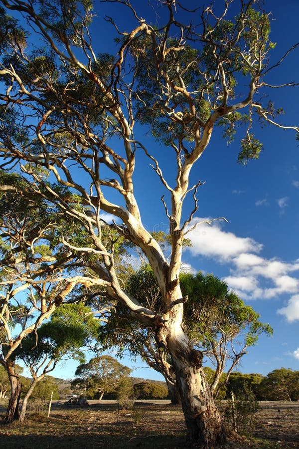 Árbol de goma imagen de archivo. Imagen de río, australiano - 62242977