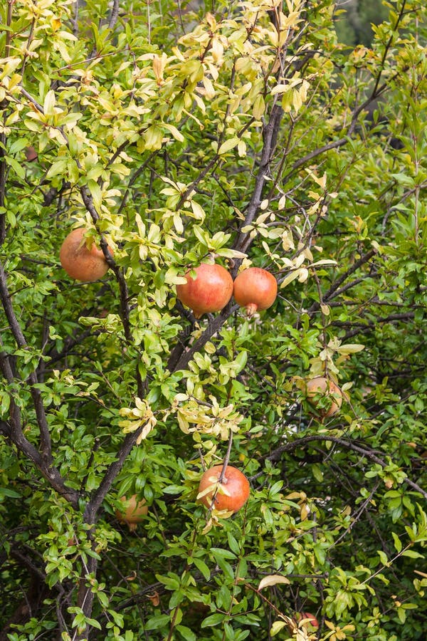 Árbol de granada foto de archivo. Imagen de fruta, grecia - 14334642