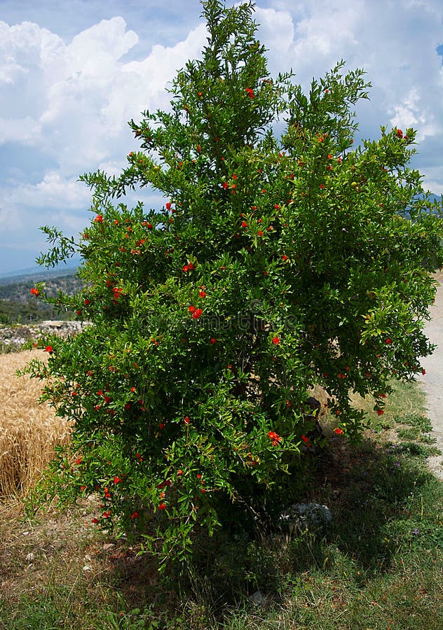 Árbol De Granada Floreciente Foto de archivo - Imagen de fondo ...
