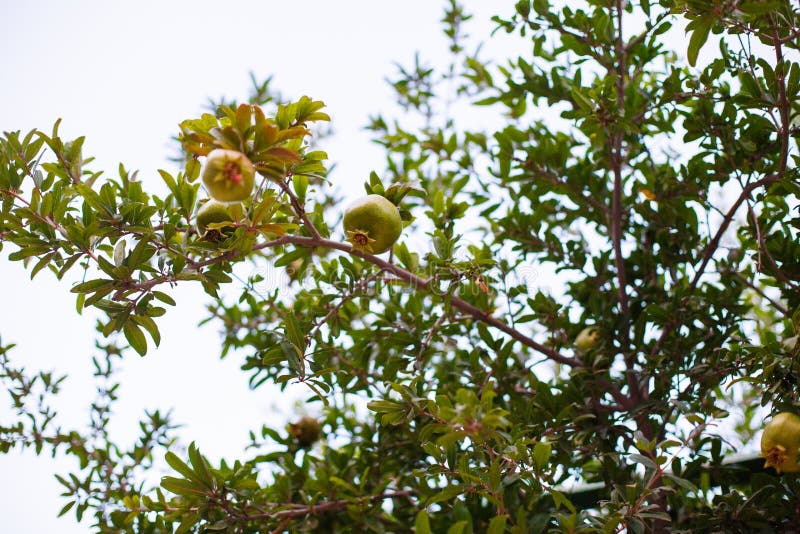 Árboles De Granada Con Las Frutas Foto de archivo - Imagen de frutas ...