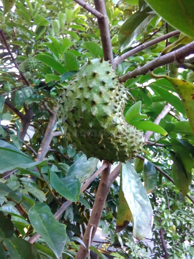Guanabana. imagen de archivo. Imagen de fresco, fruta - 29938503