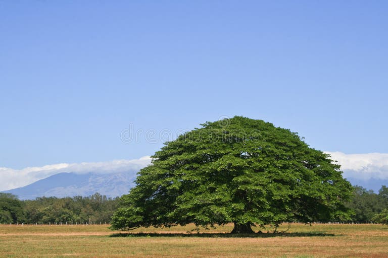 1,380 árbol De Guanacaste Fotos de stock - Fotos libres de regalías de ...