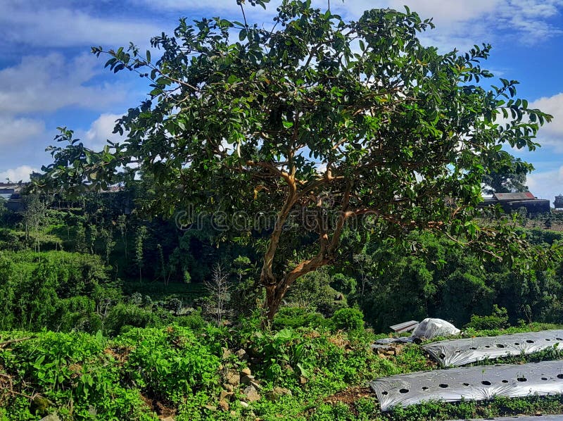 Árbol De Guayaba En Medio Del Campo. Imagen de archivo - Imagen de ...