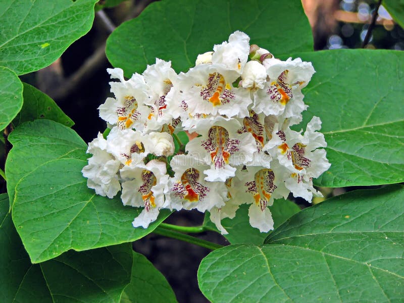 Flores De Bean Tree Del Indio Foto de archivo - Imagen de cubo, floral ...