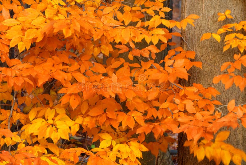 Árbol de haya americana imagen de archivo. Imagen de paisaje - 35121845