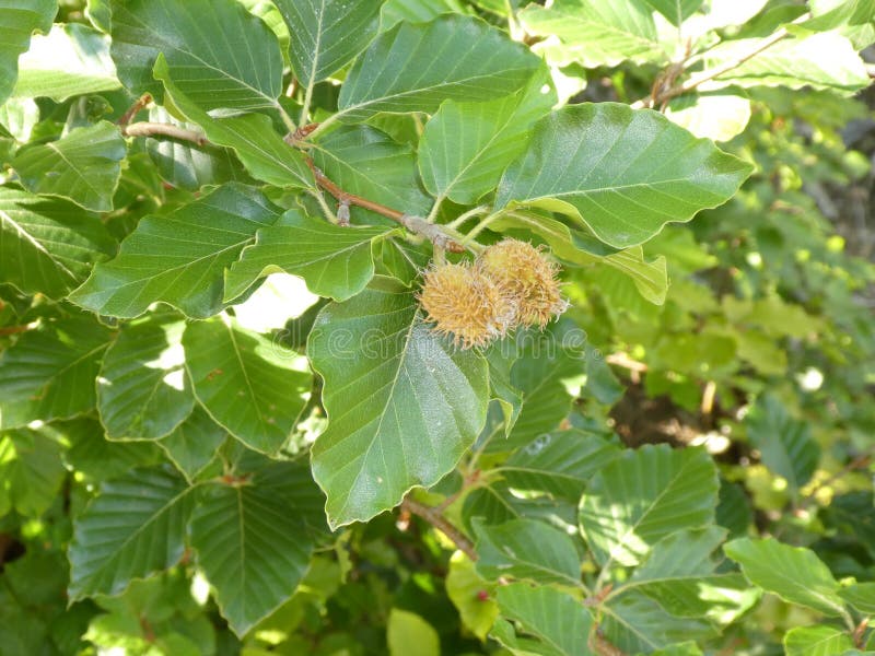 Árbol De Haya Con Las Frutas Marrones Foto de archivo - Imagen de hoja ...