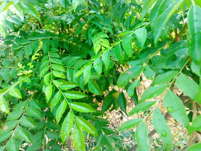El árbol Del Curry También Llamado Karivepallai Karivembu O Kadipatta ...