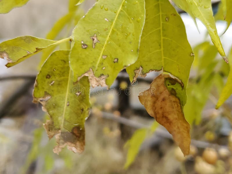 Hojas quebradas imagen de archivo. Imagen de hoja, furioso - 105068061