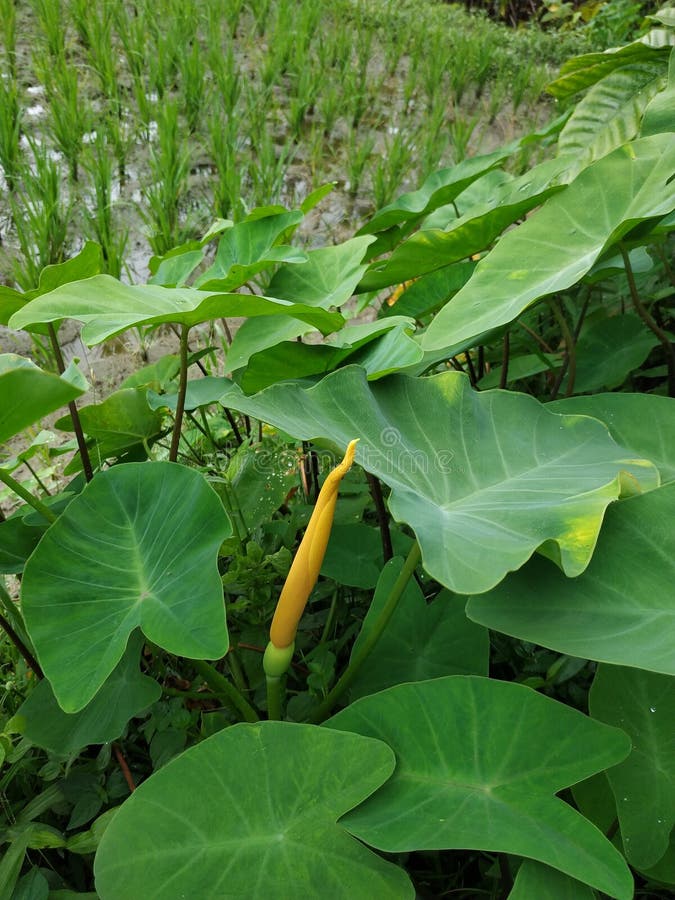 Árbol De Kochu E it' Flor De S Imagen de archivo - Imagen de flor ...