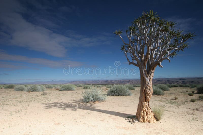 Árbol de Kokerboom imagen de archivo. Imagen de suculentos - 1749029