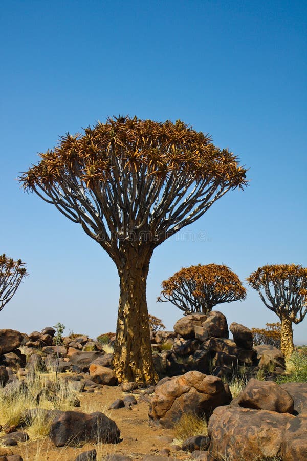 Árbol de la aljaba imagen de archivo. Imagen de nafta - 11683251