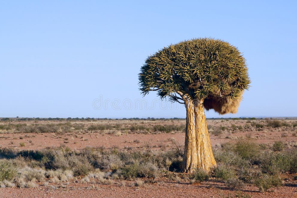 Árbol de la aljaba imagen de archivo. Imagen de aljaba - 12965057