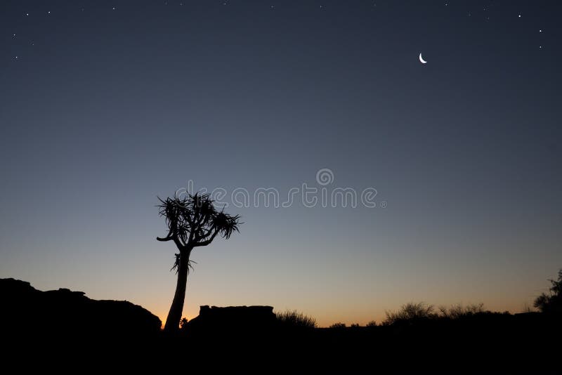 Árbol de la aljaba imagen de archivo. Imagen de cielo - 13655917