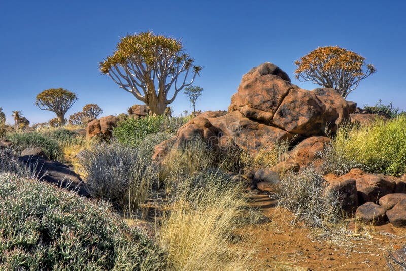Árbol de la aljaba imagen de archivo. Imagen de paisaje - 13917641