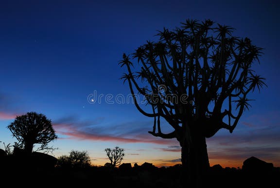 Árbol De La Aljaba En Namibia Imagen de archivo - Imagen de negro ...