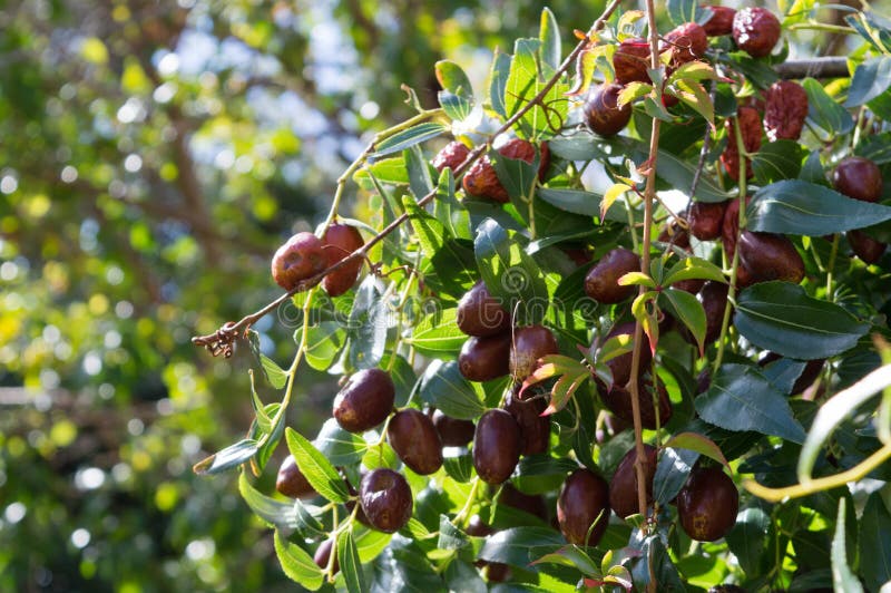 Frutas Chinas De Las Azufaifas Foto de archivo - Imagen de azufaifa ...