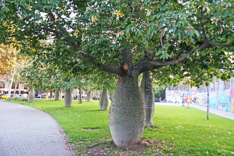 Árbol de la botella foto de archivo. Imagen de sombra - 103128808