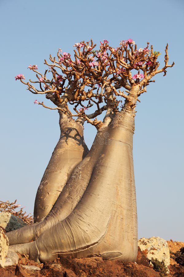 Árbol De La Botella - Obesum Del Adenium Imagen de archivo - Imagen de ...