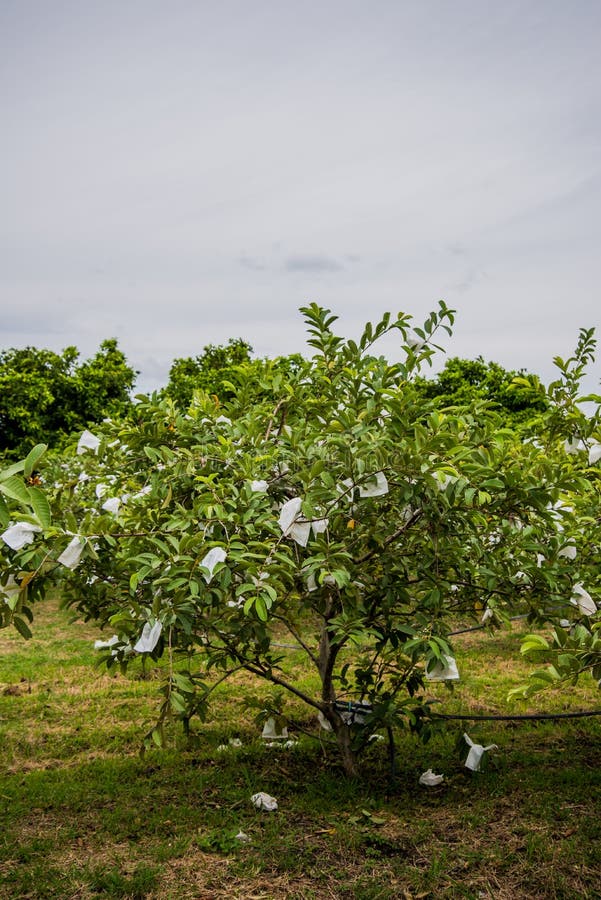 Árbol De La Guayaba En La Planta Imagen de archivo - Imagen de hoja ...
