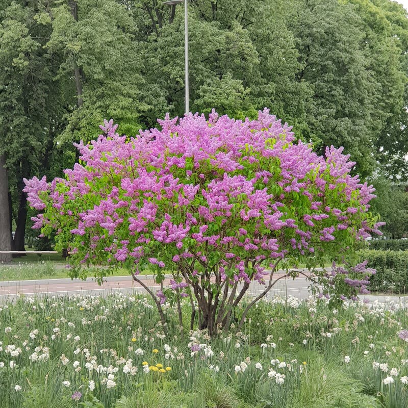 Árbol de la lila imagen de archivo. Imagen de arbusto - 32834105