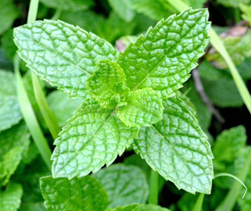 Árbol de la menta imagen de archivo. Imagen de sano, hierba - 33423631