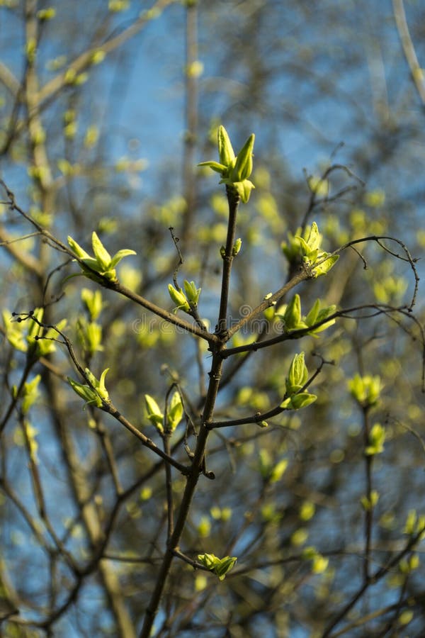 Árbol De La Primavera Imagen. Imagen: 19267976