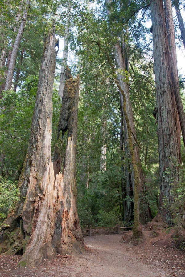 Árbol de la secoya imagen de archivo. Imagen de registro - 23125327