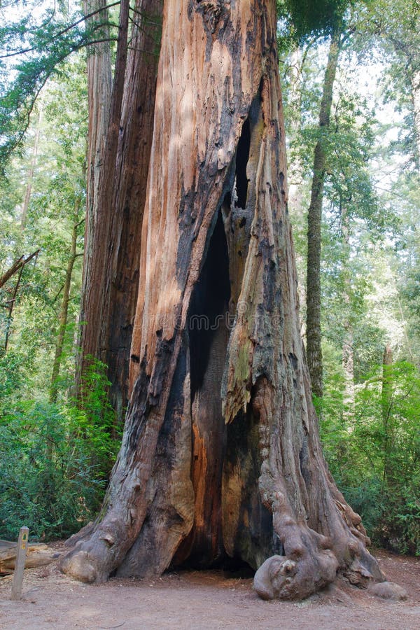 Árbol de la secoya imagen de archivo. Imagen de mugre - 23125397