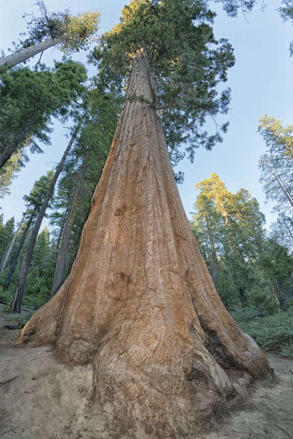 Árboles De La Secoya De La Secoya Gigante Con El Cielo Azul Foto de ...