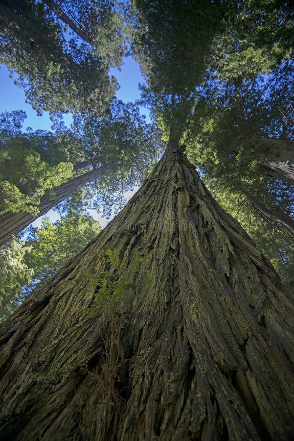 Árbol gigante de la secoya imagen de archivo. Imagen de parque - 10531839