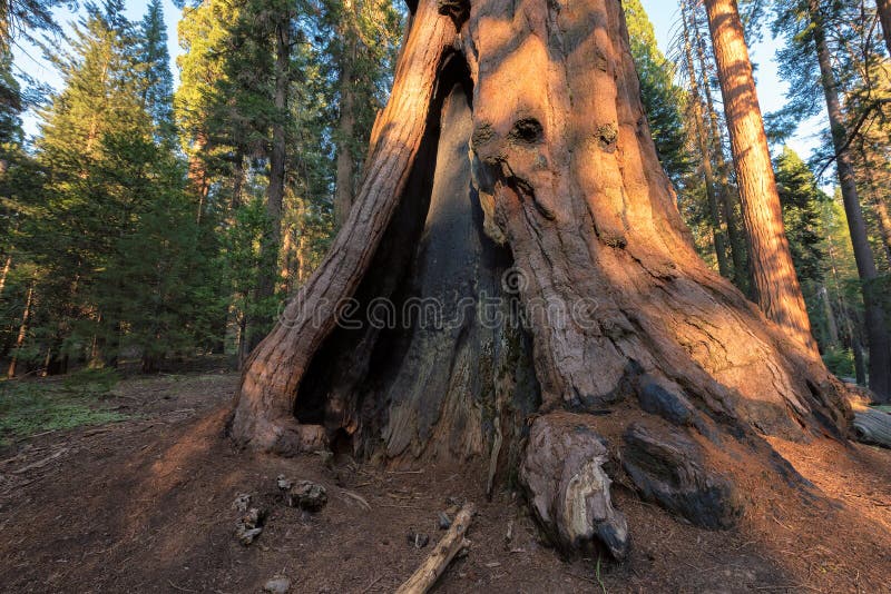 Árbol De La Secoya En Parque Nacional De Secoya Foto de archivo ...