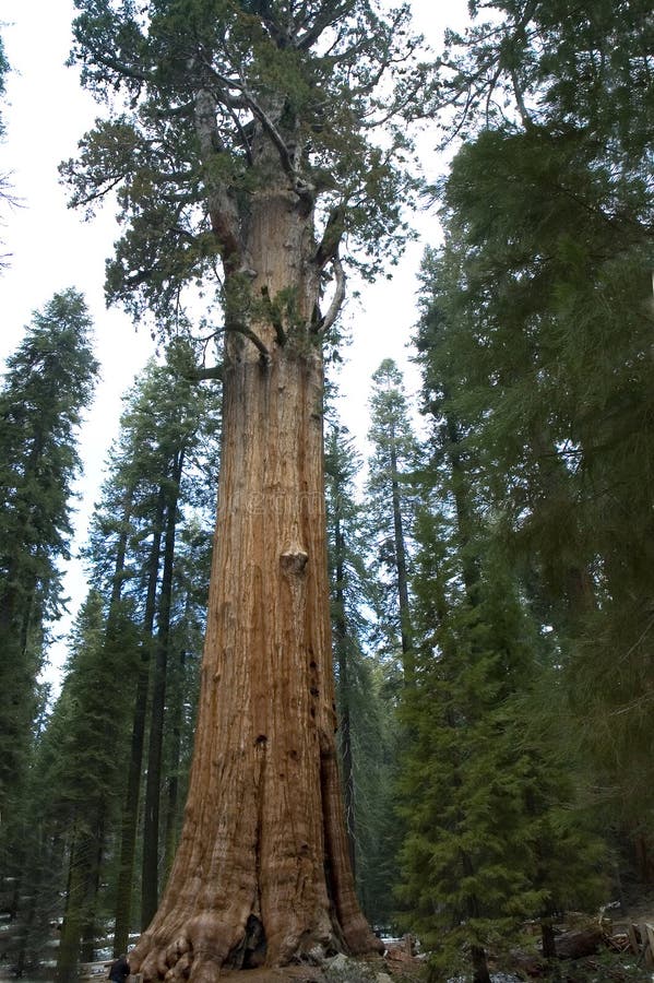 Árbol de la secoya gigante foto de archivo. Imagen de california - 1264732