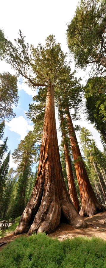 Árbol de la secoya gigante imagen de archivo. Imagen de america - 16096755