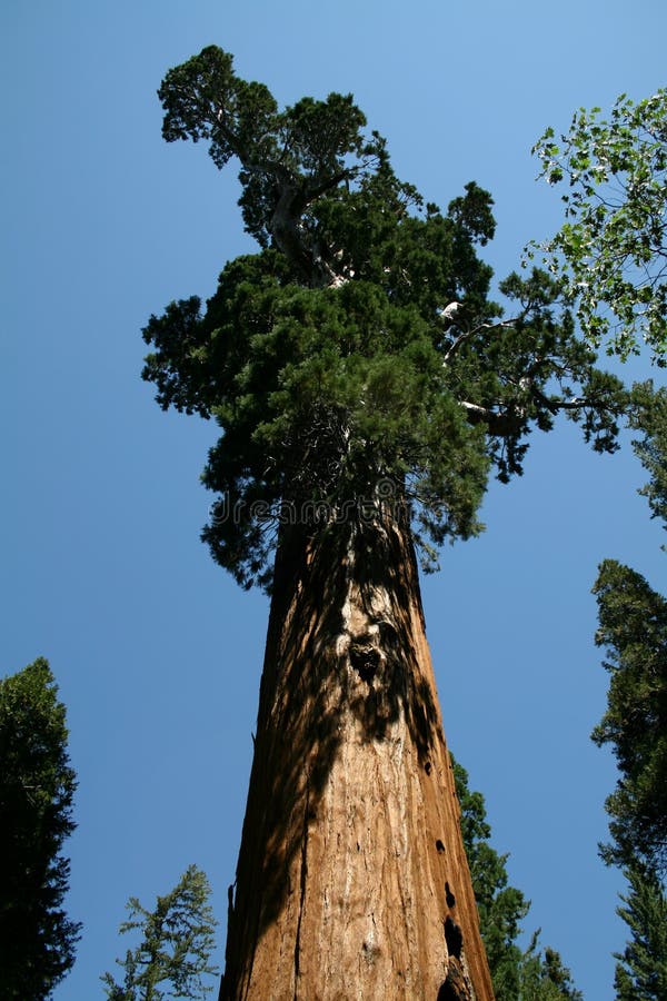 Árbol de la secoya gigante foto de archivo. Imagen de cielo - 2900062