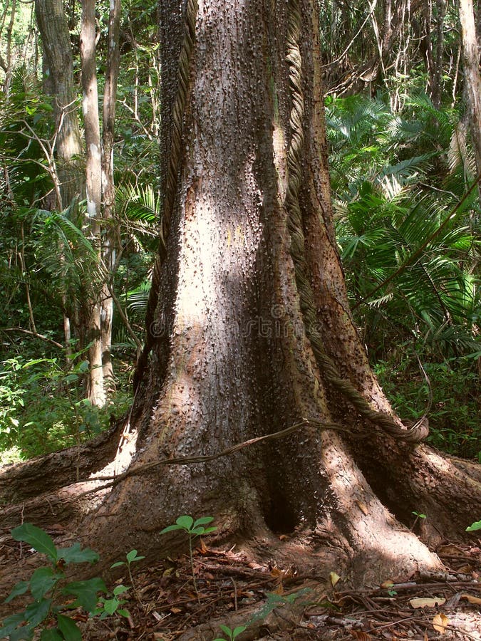 Árbol de la selva tropical foto de archivo. Imagen de picar - 44340