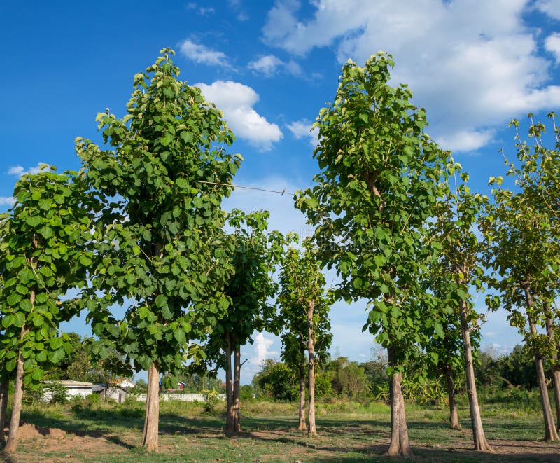 Árbol De La Teca Y El Cielo Azul Foto de archivo - Imagen: 40596973