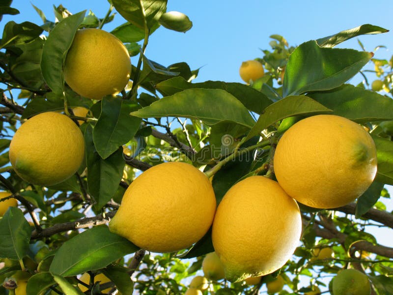 Árbol de limón imagen de archivo. Imagen de producto, fruta - 245613