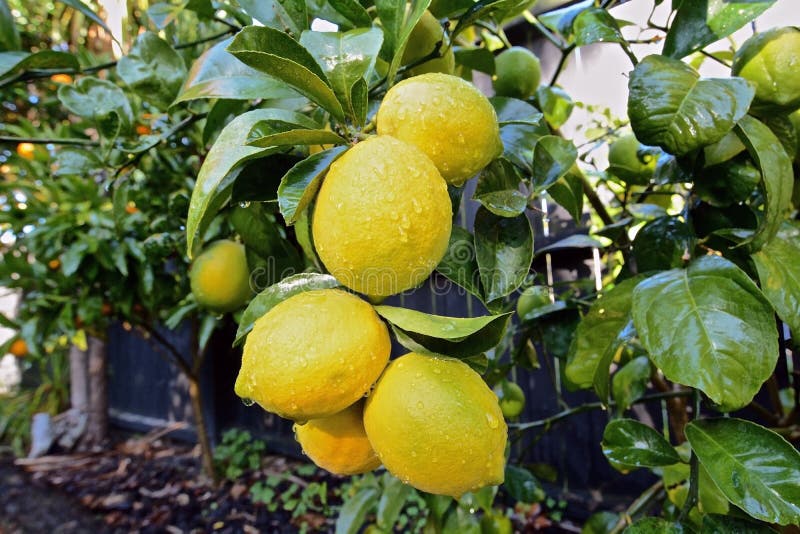 Árbol de limón imagen de archivo. Imagen de citrus, limones - 245613