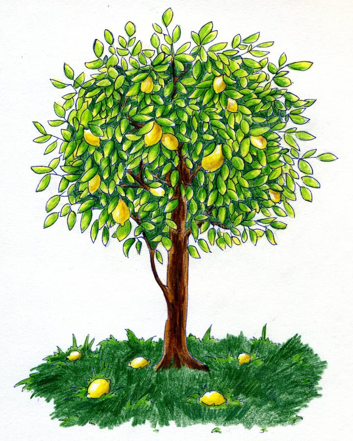 Árbol de limón stock de ilustración. Ilustración de limón - 4920763