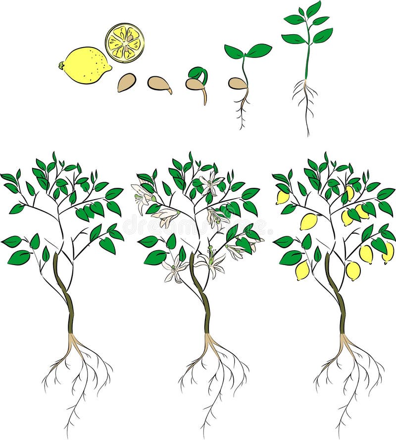 Árbol de limón ilustración del vector. Ilustración de hoja - 79291368