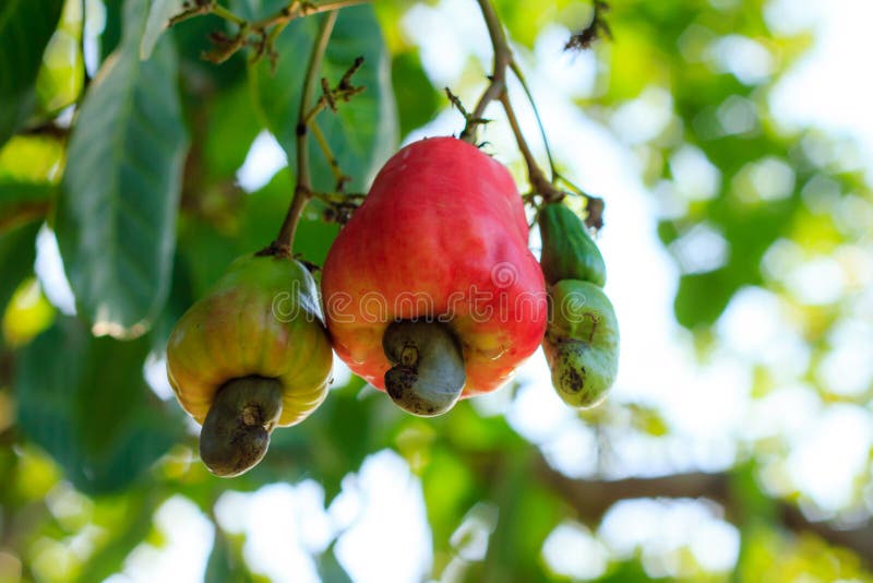Anacardo Del árbol De Nuez Que Crece Nuts Foto de archivo - Imagen de ...