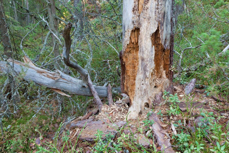 Árbol Putrefacto, Muerto En Un Prado En Dunas De Arena De Sandweier ...
