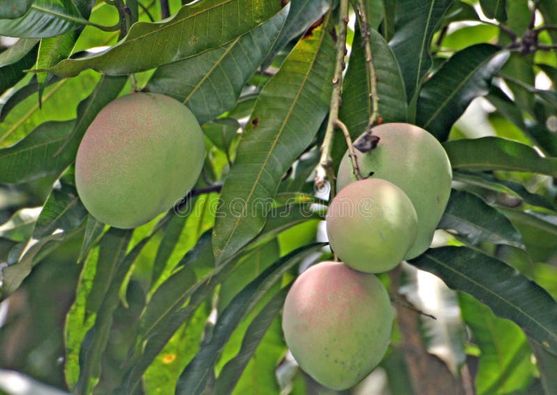 Árbol de mango imagen de archivo. Imagen de tropical, fruta - 9742865