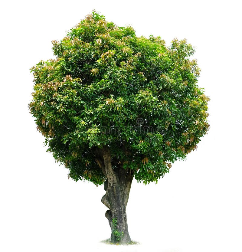 Raíz Grande Del árbol De Mango Imagen de archivo - Imagen de germine ...