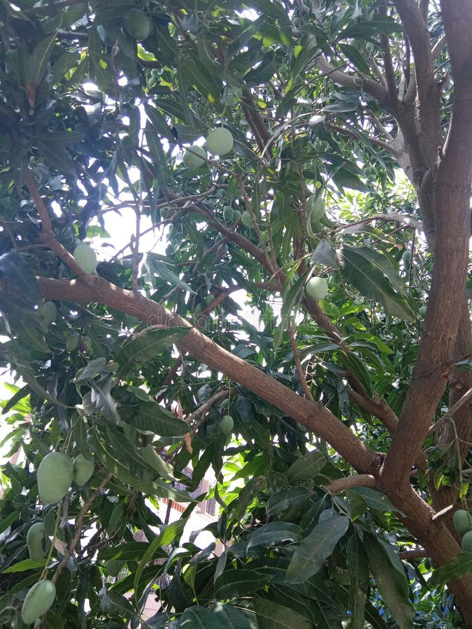 árbol De Mango Verde En El Techo Foto de archivo - Imagen de colgante ...