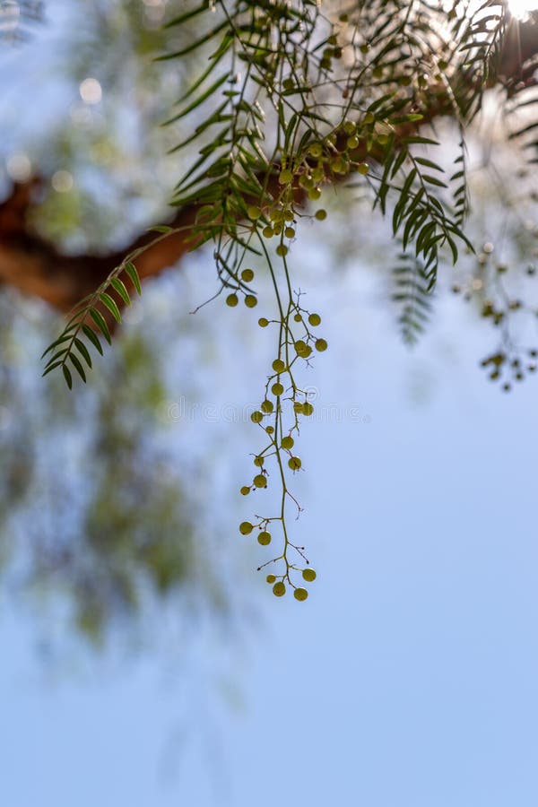 El Molle Del Schinus, Pimienta Rosada Da Fruto En Ramas De árbol Foto ...