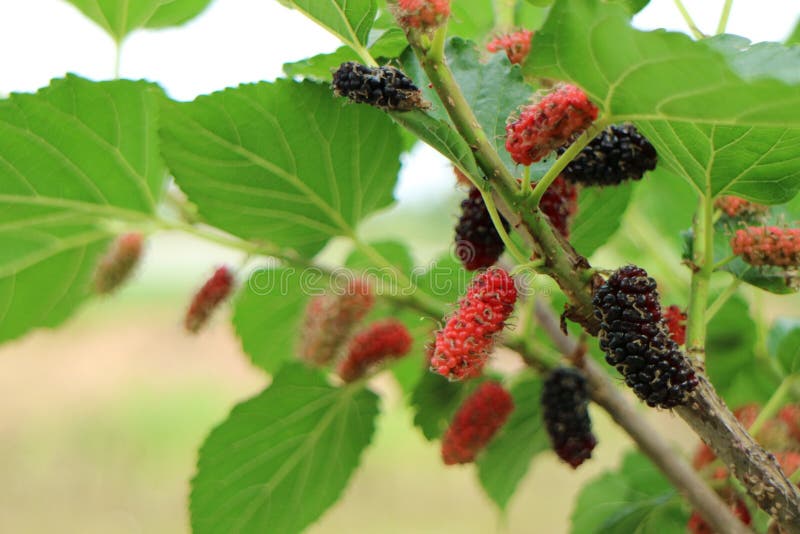 Árbol de mora imagen de archivo. Imagen de vino, dulce - 81940961