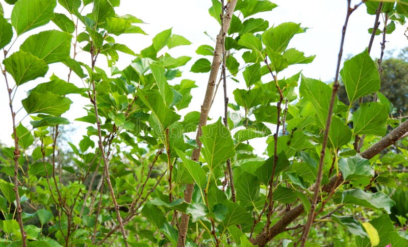 Árbol De Mora Creciente En El Campo. Imagen de archivo - Imagen de ...