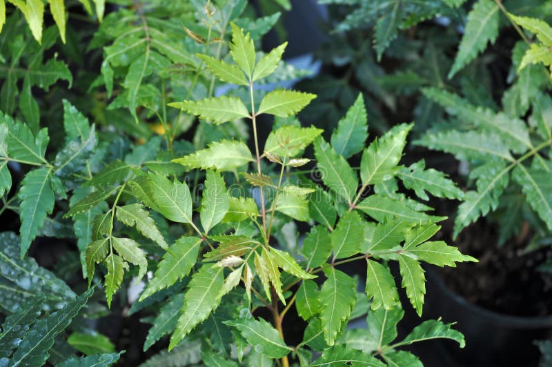 Planta De Neem (Azadirachta Indica) Imagen de archivo - Imagen de ...