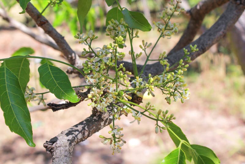 Árbol De Neem, Flor Del Neem Foto de archivo - Imagen de insecticidas ...